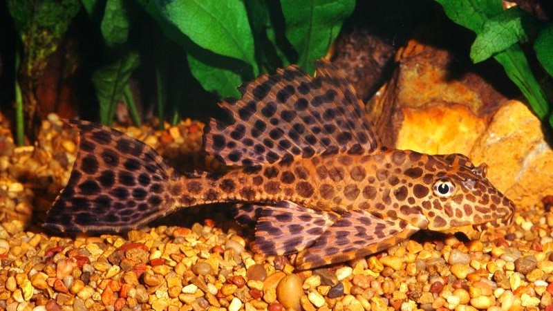 Leopard Sailfin Pleco: Habitat, Care, Aquarium Maintenance