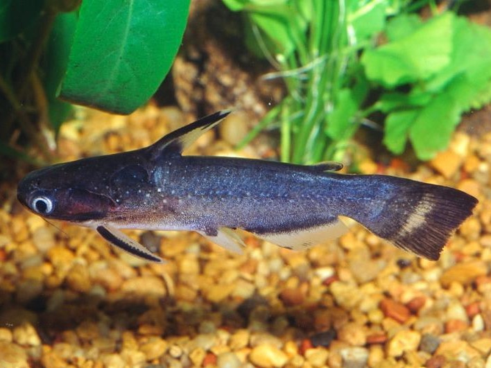 Midnight Catfish: Habitat, Care, Aquarium Maintenance