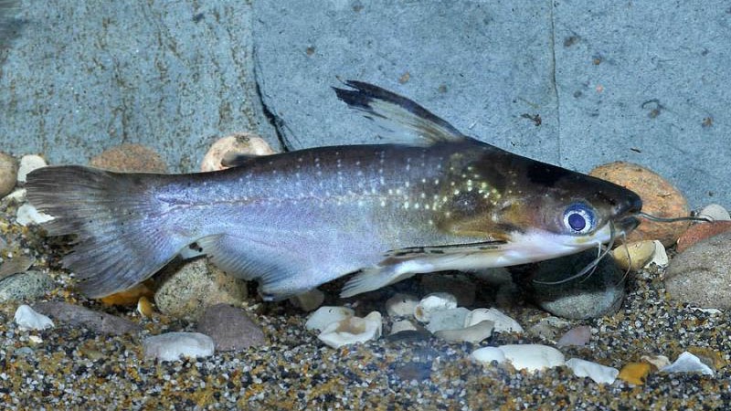 Midnight Catfish: Habitat, Care, Aquarium Maintenance