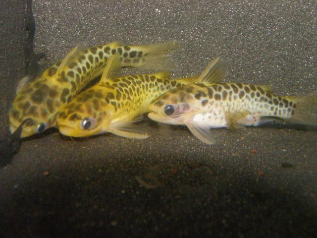 Oil Catfish: Habitat, Care, Aquarium Maintenance