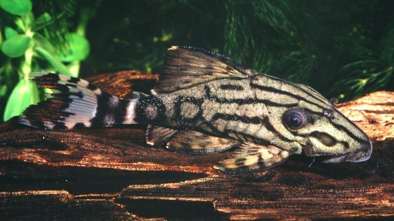 Panaque: Habitat, Care, Aquarium Maintenance