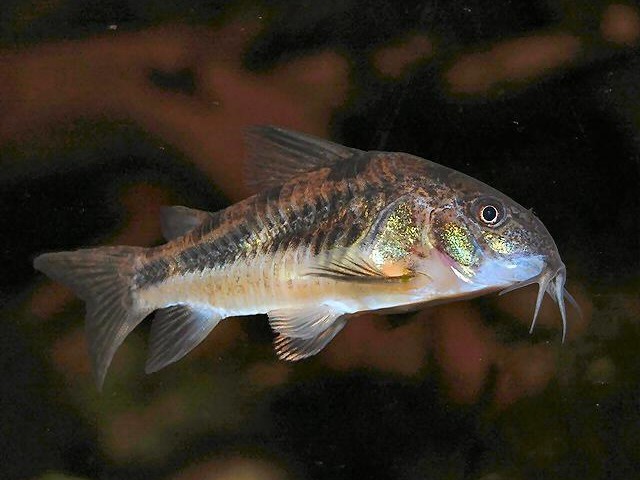 Peppered Corydoras: Habitat, Care, Aquarium Maintenance
