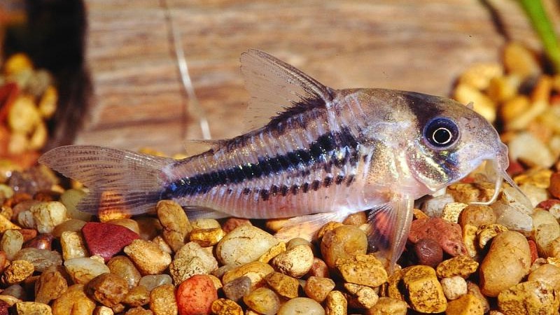 Pink Corydoras: Habitat, Care, Aquarium Maintenance