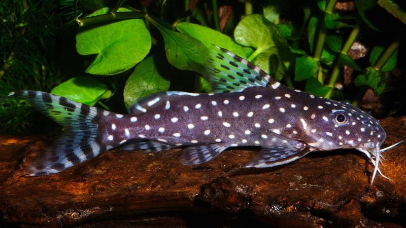 Polka Dot Syno: Habitat, Care, Aquarium Maintenance