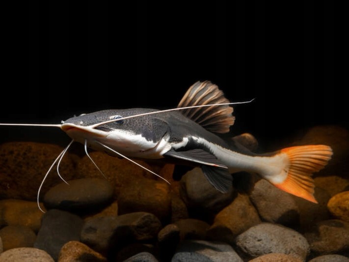 Redtail Catfish: Habitat, Care, Aquarium Maintenance