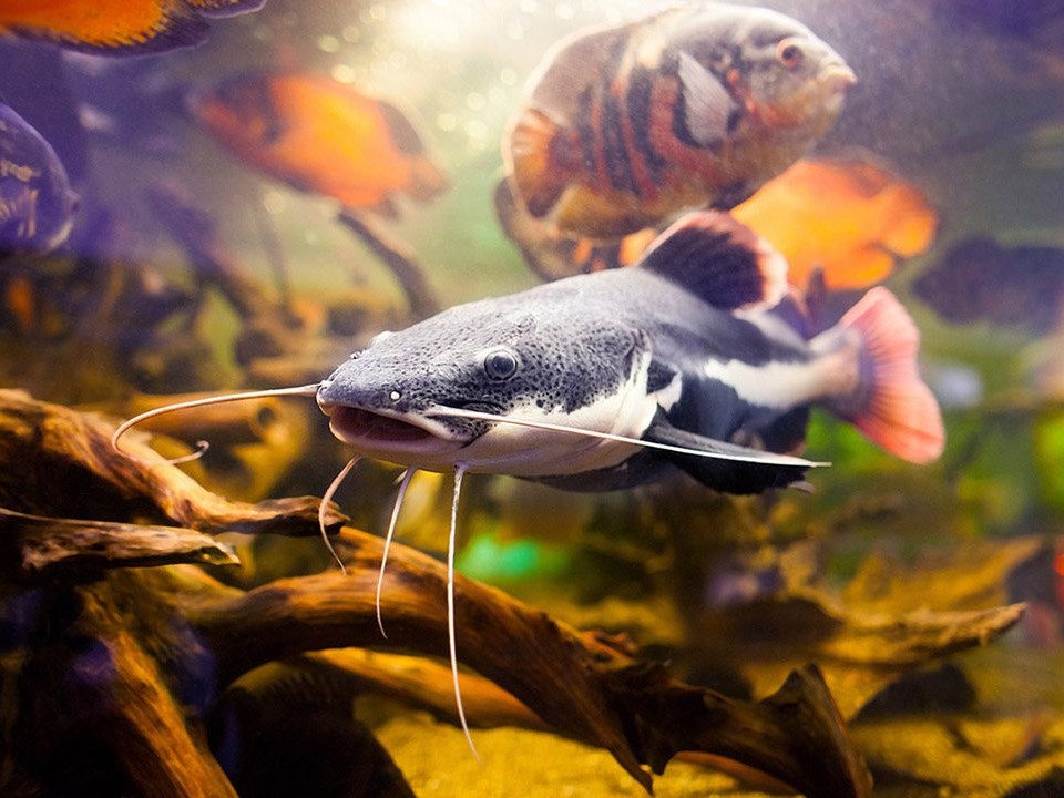 Redtail Catfish: Habitat, Care, Aquarium Maintenance