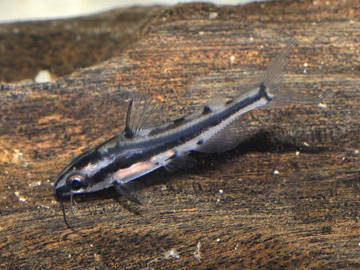 Shadow Catfish: Habitat, Care, Aquarium Maintenance