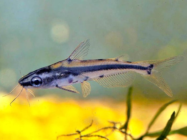 Shadow Catfish: Habitat, Care, Aquarium Maintenance