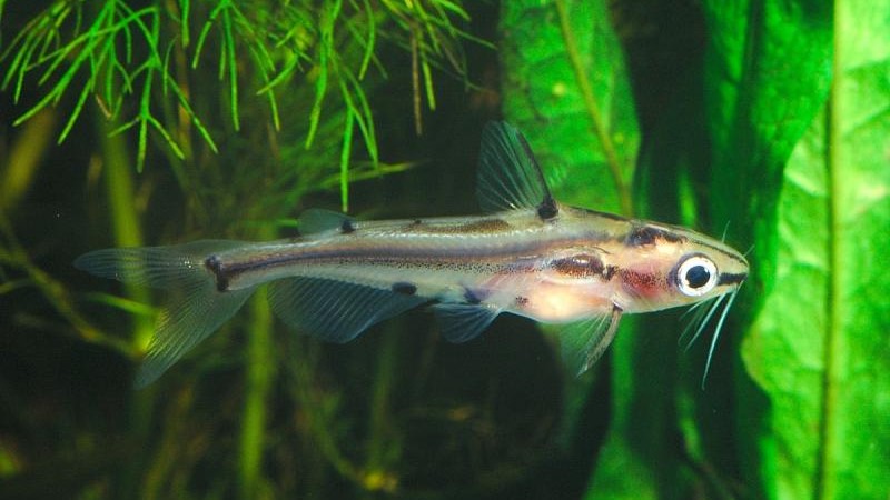 Shadow Catfish: Habitat, Care, Aquarium Maintenance