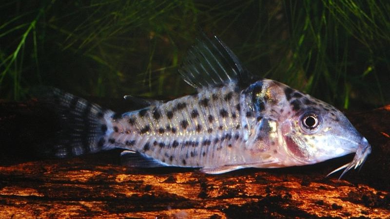 Spotted Corydoras: Habitat, Care, Aquarium Maintenance