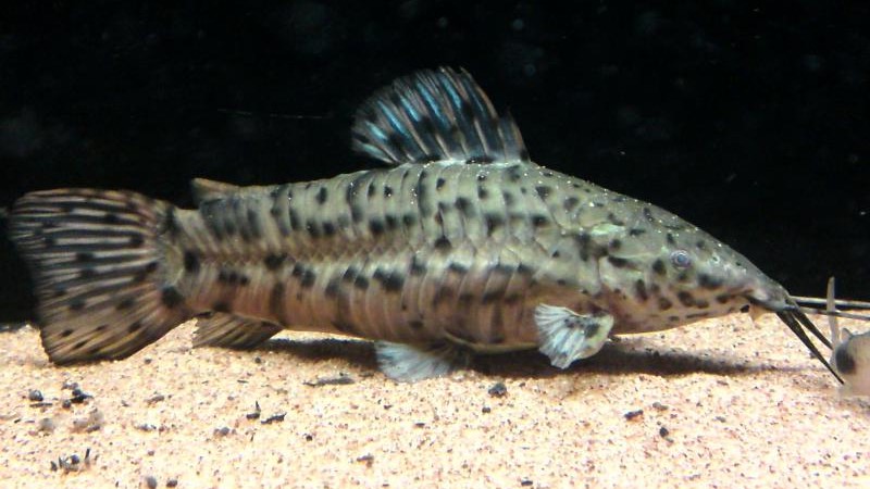 Spotted Hoplo: Habitat, Care, Aquarium Maintenance