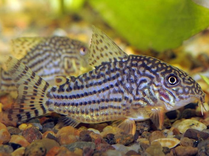 Sterba's Corydoras: Habitat, Care, Aquarium Maintenance