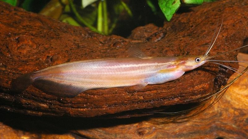 Stinging Catfish: Habitat, Care, Aquarium Maintenance