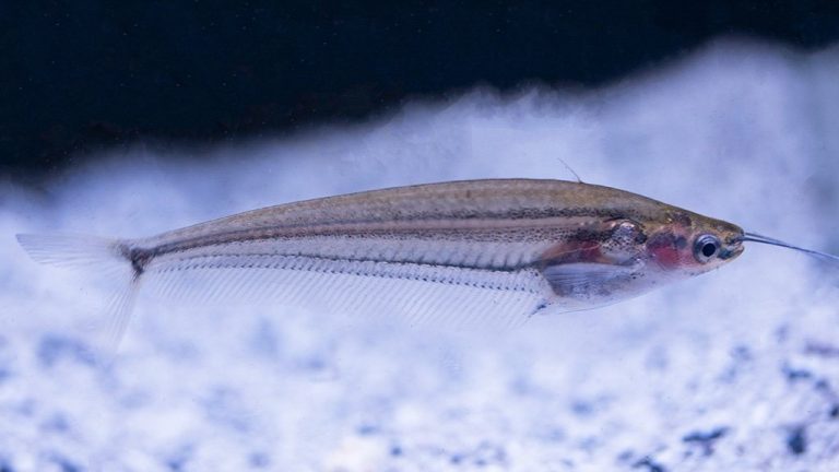 Striped Glass Catfish: Habitat, Care, Aquarium Maintenance