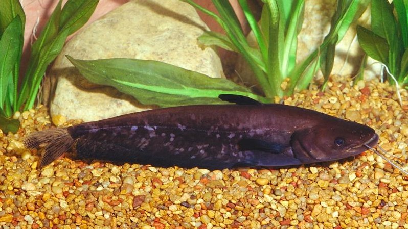 Striped Wallago Catfish: Habitat, Care, Aquarium Maintenance