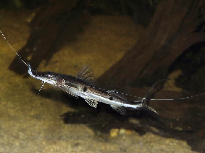 Sturgeon Catfish: Habitat, Care, Aquarium Maintenance