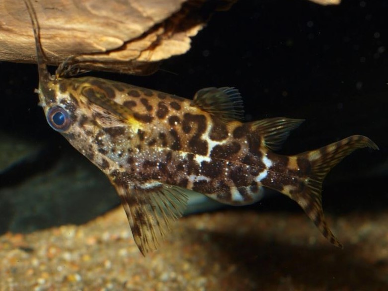 Upside-Down Catfish: Habitat, Care, Aquarium Maintenance