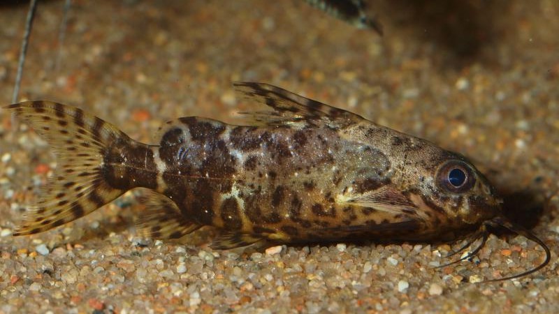 Upside-Down Catfish: Habitat, Care, Aquarium Maintenance
