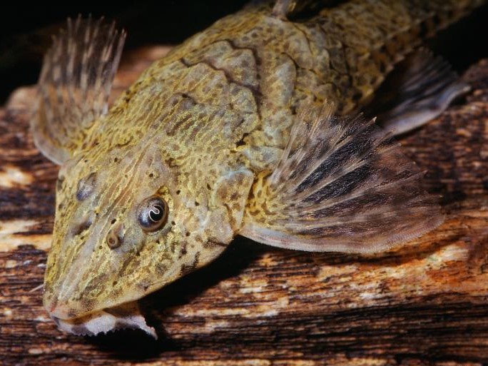 Whiptail Catfish: Habitat, Care, Aquarium Maintenance