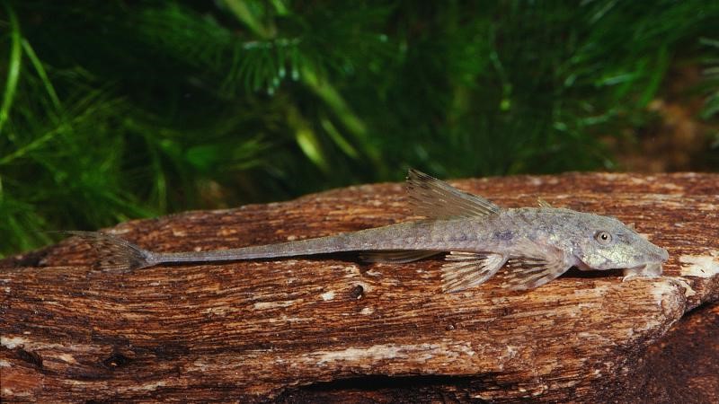 Whiptail Catfish: Habitat, Care, Aquarium Maintenance