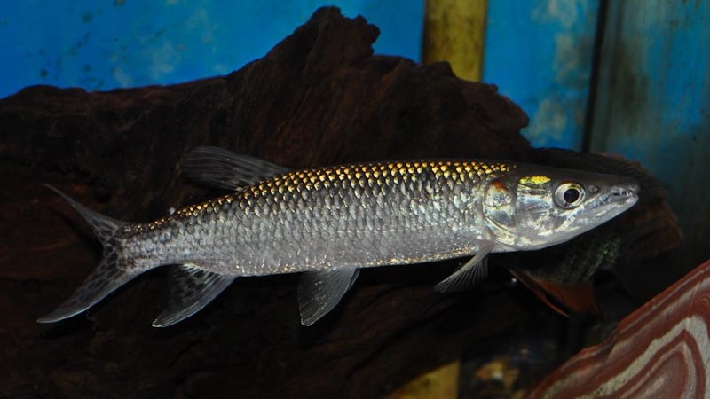 African Pike Characin: Habitat, Care, Aquarium Maintenance