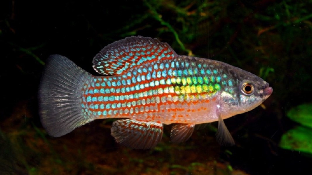 American Flagfish: Habitat, Care, Aquarium Maintenance