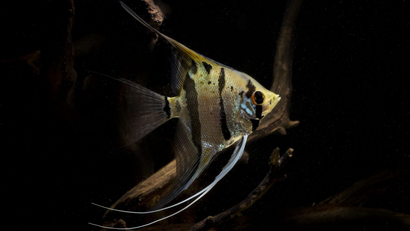 Angelfish: Habitat, Care, Aquarium Maintenance
