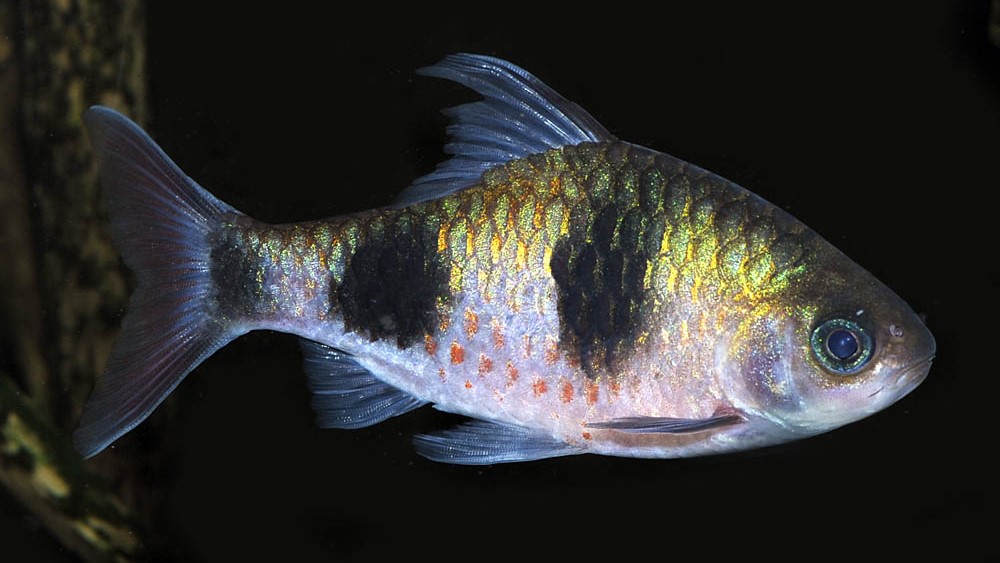 Arulius Barb: Habitat, Care, Aquarium Maintenance