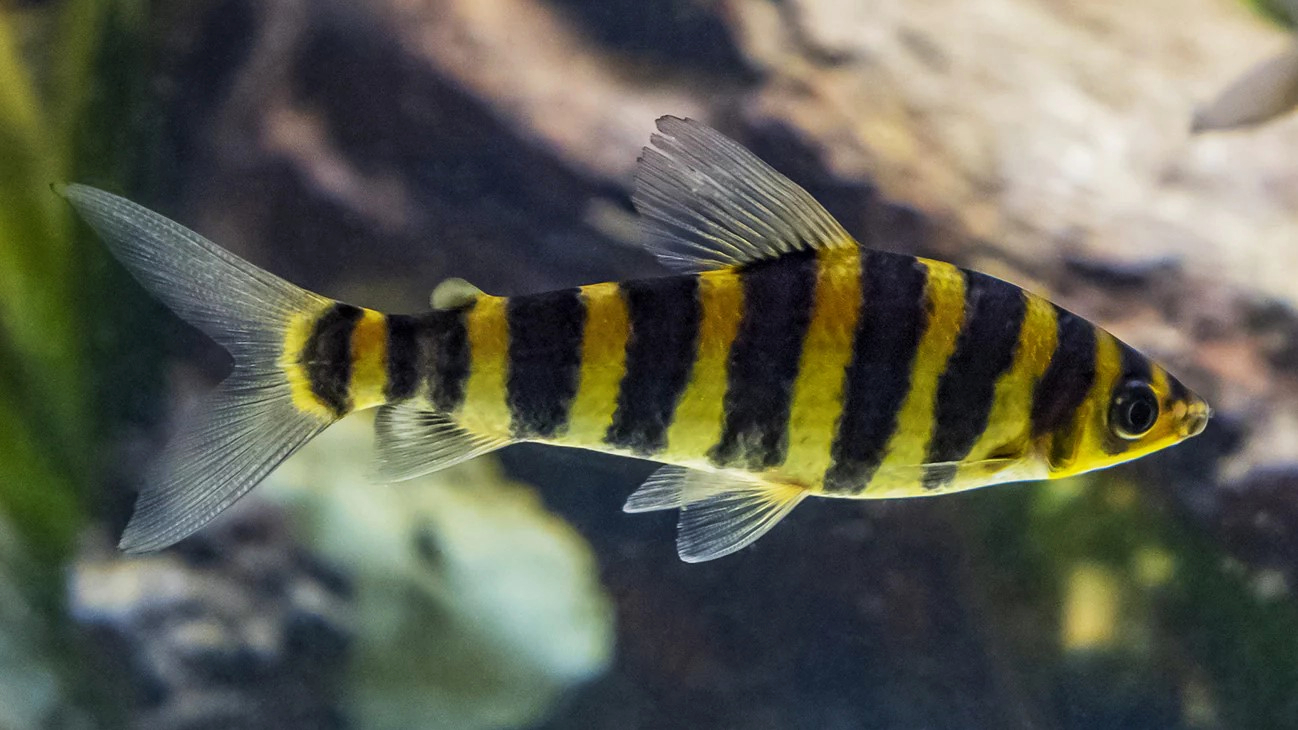 Banded Leporinus: Habitat, Care, Aquarium Maintenance