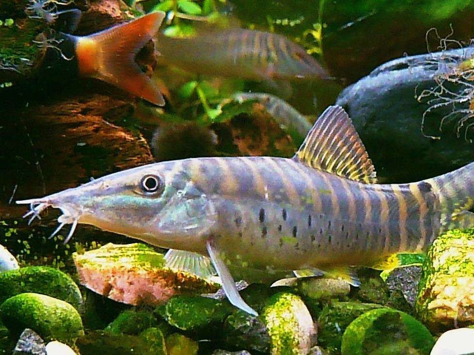 Banded Tiger Loach: Habitat, Care, Aquarium Maintenance