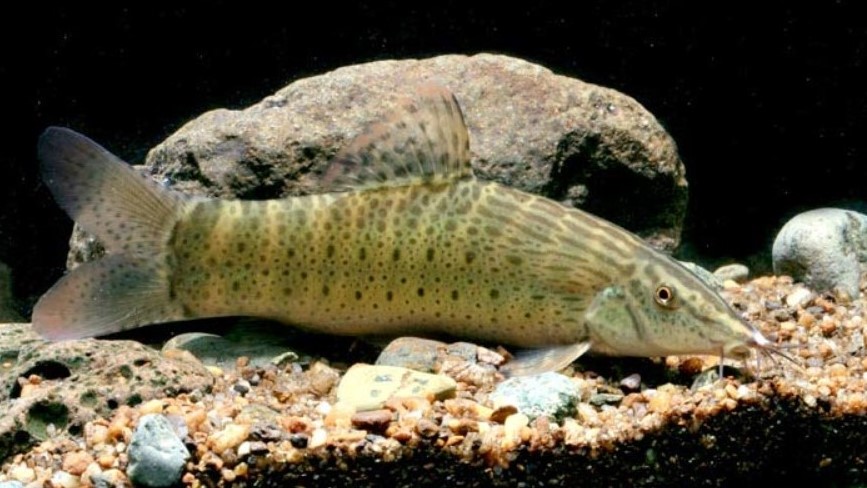 Banded Tiger Loach: Habitat, Care, Aquarium Maintenance