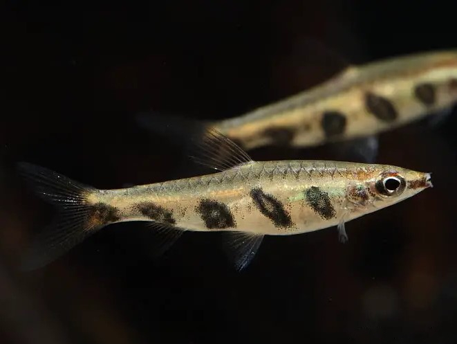 Barred Pencilfish: Habitat, Care, Aquarium Maintenance