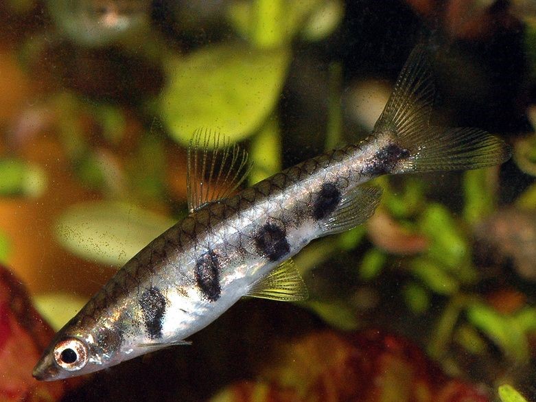 Barred Pencilfish: Habitat, Care, Aquarium Maintenance