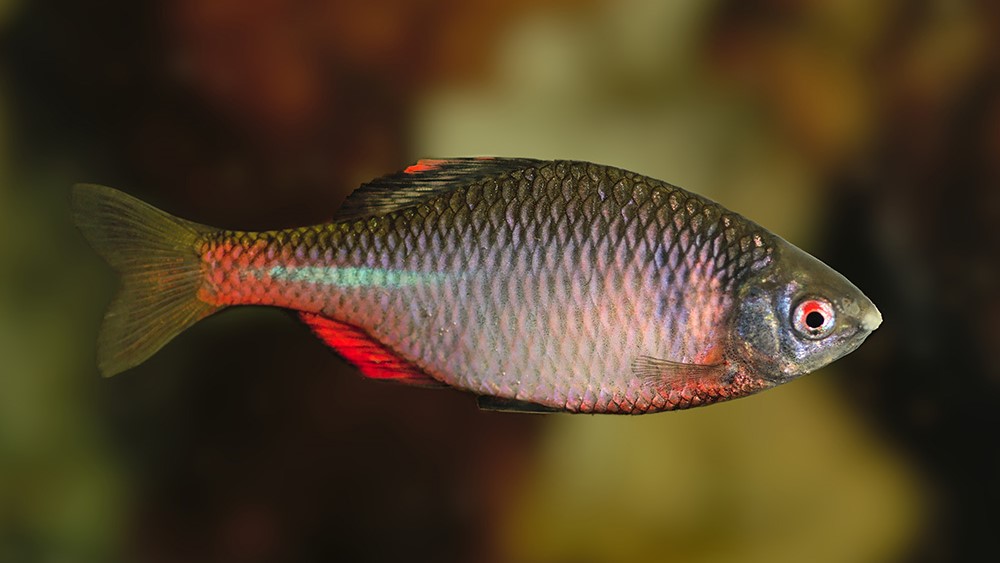 Bitterling: Habitat, Care, Aquarium Maintenance