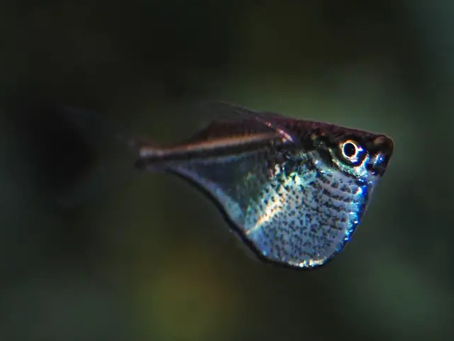 Black-Winged Hatchetfish: Habitat, Care, Aquarium Maintenance