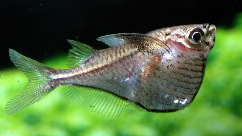 Black-Winged Hatchetfish: Habitat, Care, Aquarium Maintenance