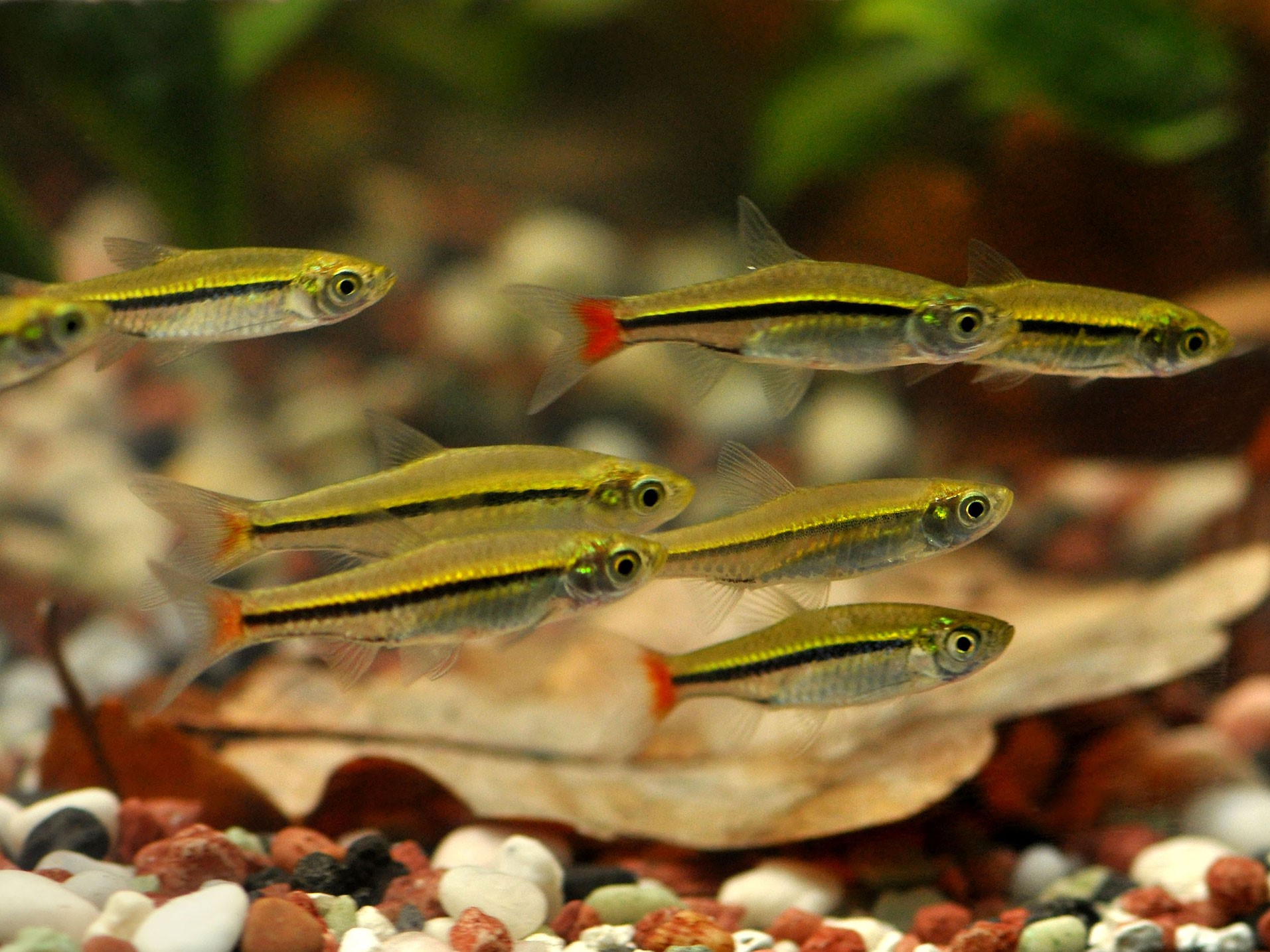 Blackline Rasbora, Red-tailed Rasbora: Habitat, Care, Aquarium Maintenance