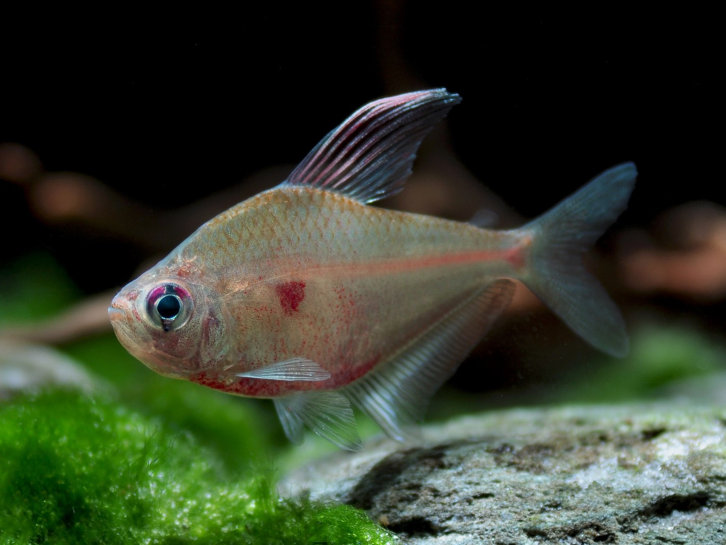 Bleeding Heart Tetra: Habitat, Care, Aquarium Maintenance