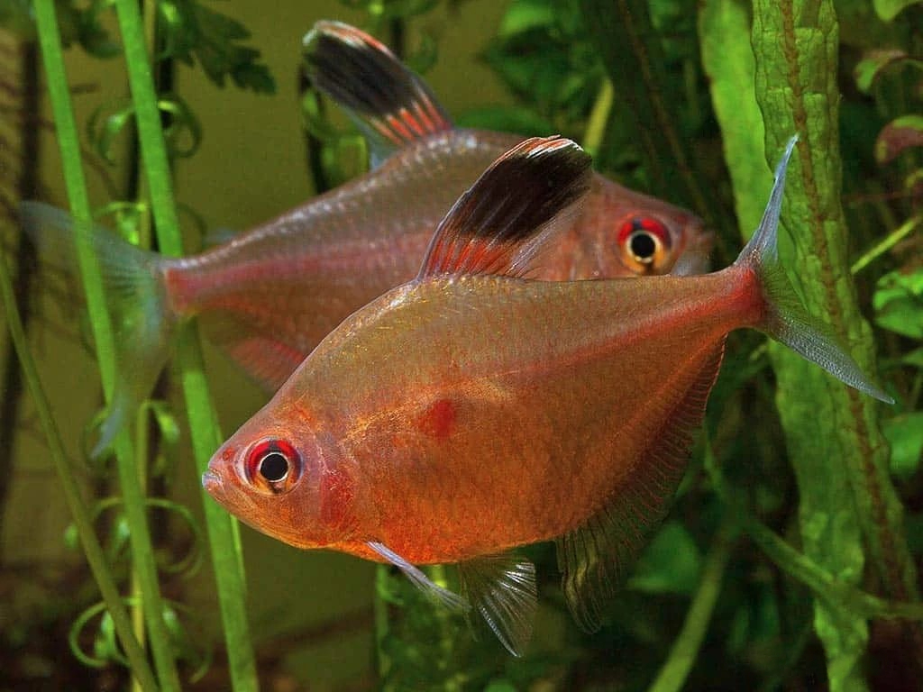 Bleeding Heart Tetra: Habitat, Care, Aquarium Maintenance