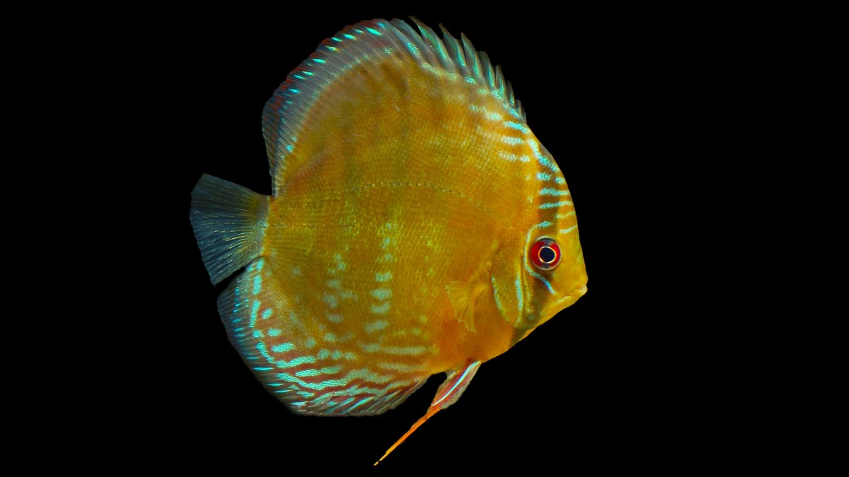 Blue Discus (Green Discus): Habitat, Care, Aquarium Maintenance