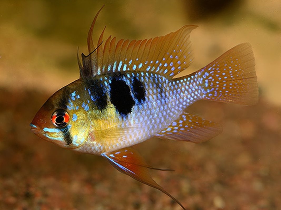 Blue Ram: Habitat, Care, Aquarium Maintenance