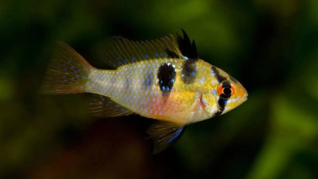 Blue Ram: Habitat, Care, Aquarium Maintenance