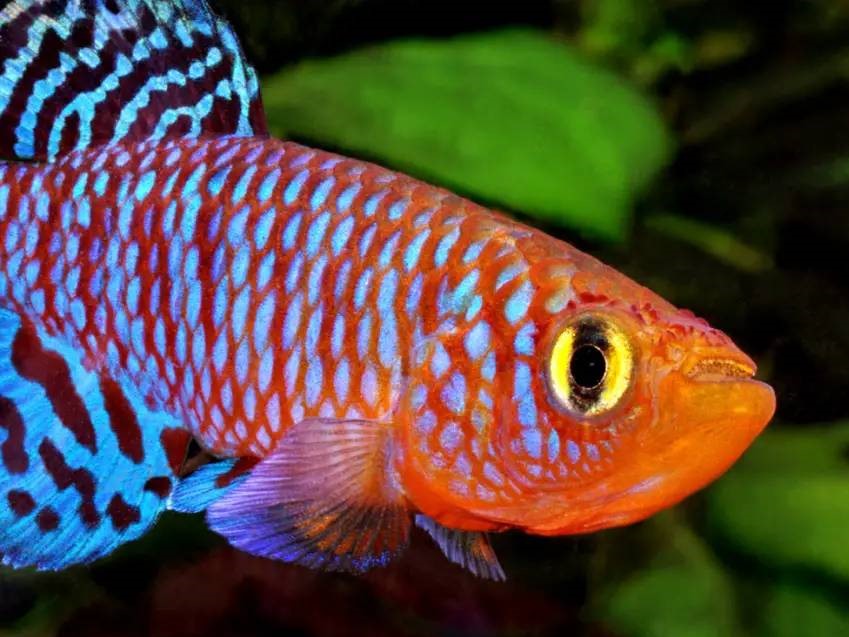 Bluefin Notho: Habitat, Care, Aquarium Maintenance