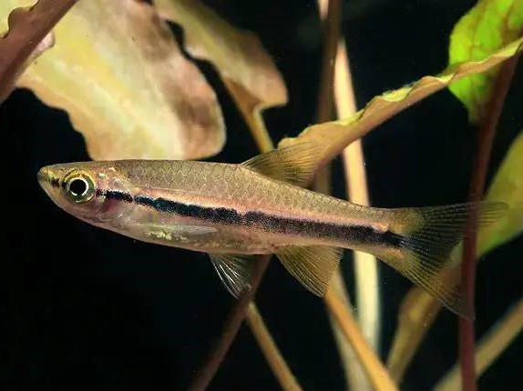 Brilliant Rasbora: Habitat, Care, Aquarium Maintenance