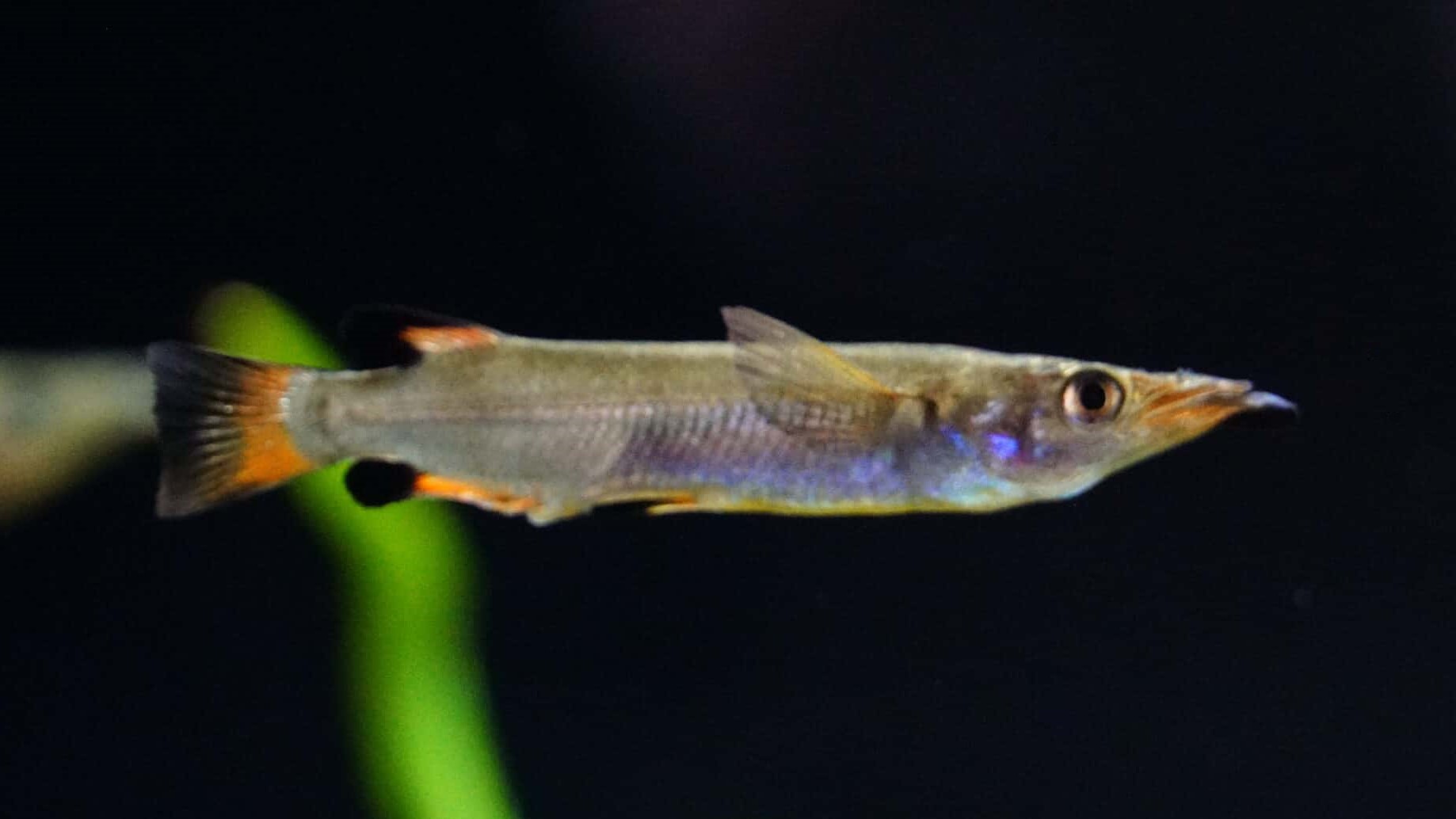 Celebes Halfbeak: Habitat, Care, Aquarium Maintenance