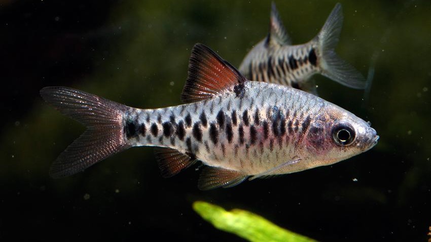 Checker Barb: Habitat, Care, Aquarium Maintenance