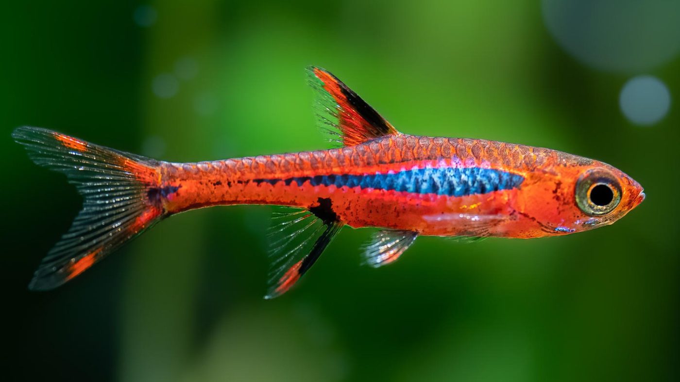 Chili Rasbora: Habitat, Care, Aquarium Maintenance