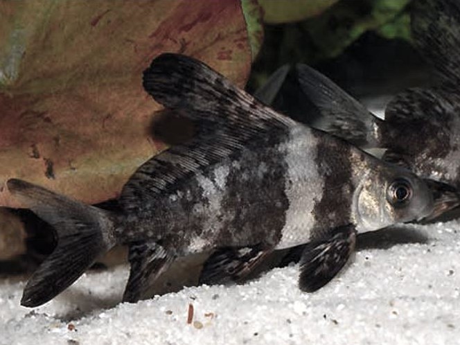 Chinese High Fin Banded Shark: Habitat, Care, Aquarium Maintenance