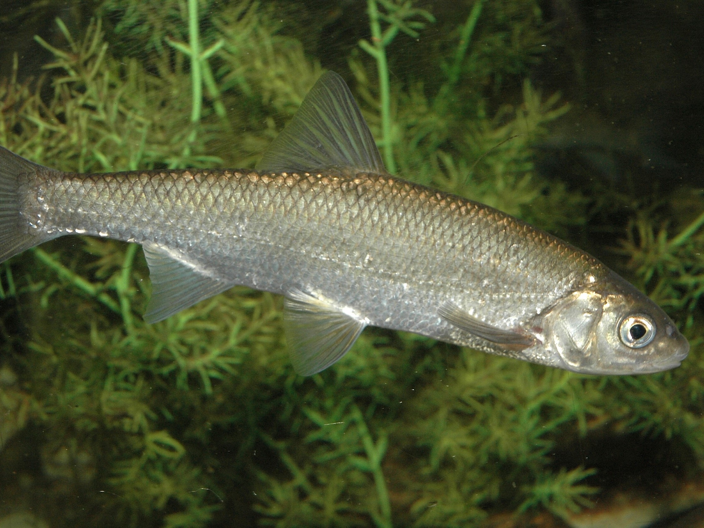 Common Dace: Habitat, Care, Aquarium Maintenance