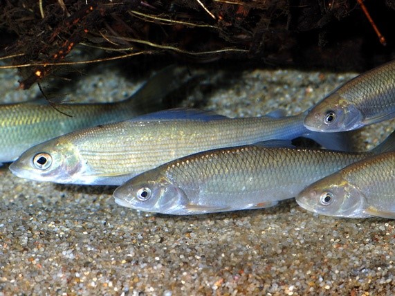 Common Dace: Habitat, Care, Aquarium Maintenance